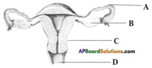 AP SSC 10th Class Biology Important Questions Chapter 6 Reproduction ...