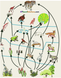 AP SSC 10th Class Biology Important Questions Chapter 9 Our Environment ...