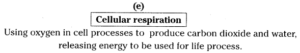 AP SSC 10th Class Biology Solutions Chapter 2 Respiration – The Energy ...