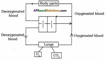 AP SSC 10th Class Biology Solutions Chapter 3 Transportation – The ...