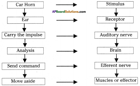 AP SSC 10th Class Biology Solutions Chapter 5 Coordination – The ...