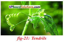 AP SSC 10th Class Biology Solutions Chapter 5 Coordination – The ...