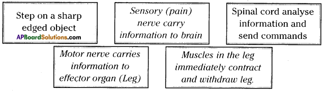 AP SSC 10th Class Biology Solutions Chapter 5 Coordination – The ...