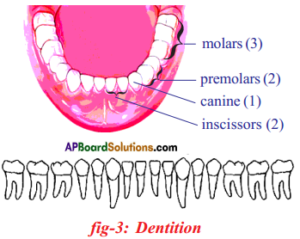AP SSC 10th Class Biology Solutions Chapter 7 Coordination in Life ...