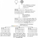 AP SSC 10th Class Biology Solutions Chapter 8 Heredity – AP Board Solutions