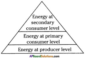 AP SSC 10th Class Biology Solutions Chapter 9 Our Environment – AP ...