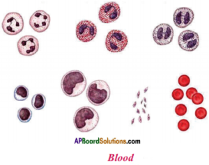 AP Board 9th Class Biology Solutions Chapter 3 Animal Tissues – AP ...