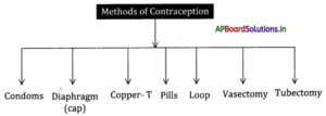 AP Board 10th Class Biology Notes Chapter 6 Reproduction – AP Board ...