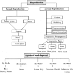 AP 7th Class Science Notes 7th Lesson Reproduction in Plants – AP Board ...