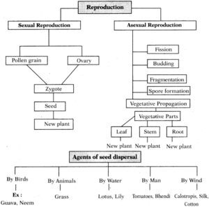 AP 7th Class Science Notes 7th Lesson Reproduction in Plants – AP Board ...