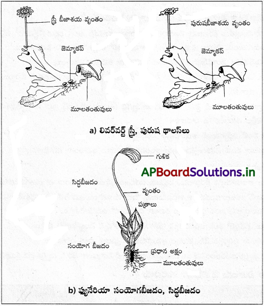 AP Inter 1st Year Botany Study Material Chapter 4 వృక్షరాజ్యం – AP ...